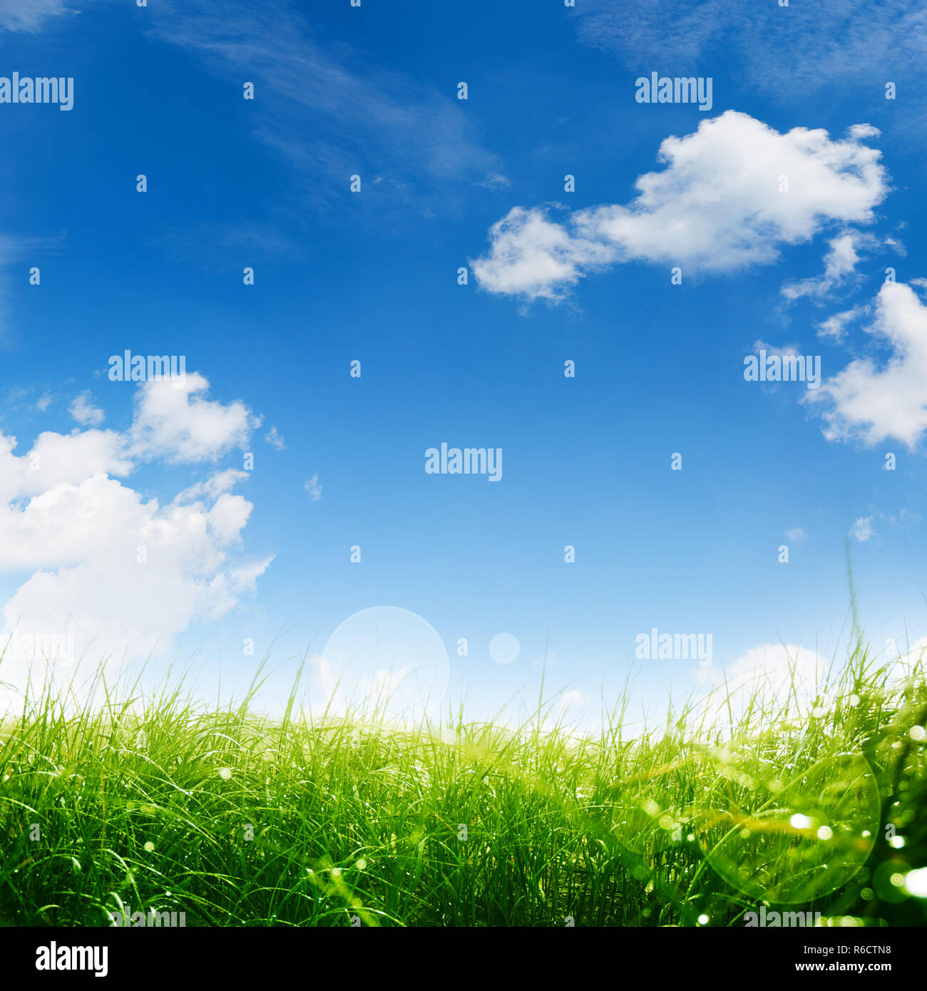 spring meadow with blue sky Stock Photo - Alamy