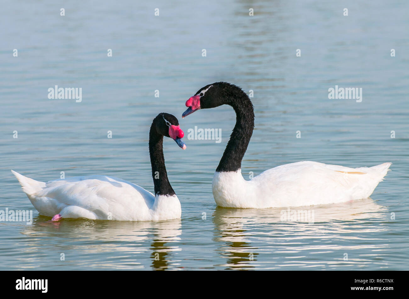 Black swan lagoon hi-res stock photography and images - Alamy