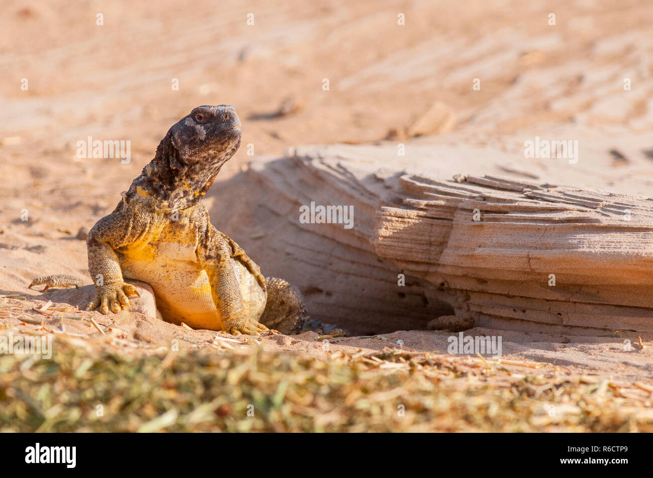 Spiny-Tailed Lizards, Arabian Black Head Desert Lizard Reptile Animal ...