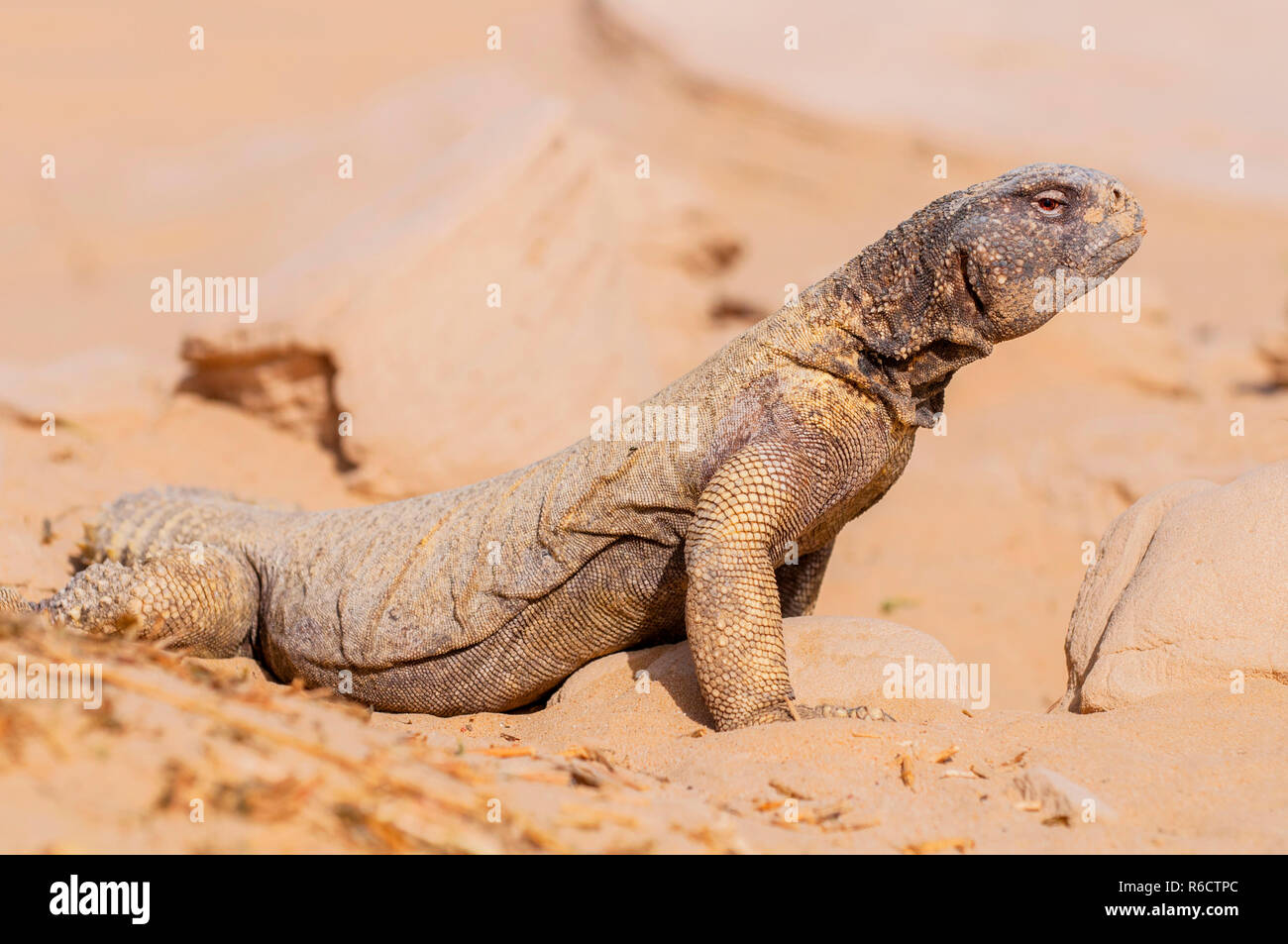 Spiny-Tailed Lizards, Arabian Black Head Desert Lizard Reptile Animal ...