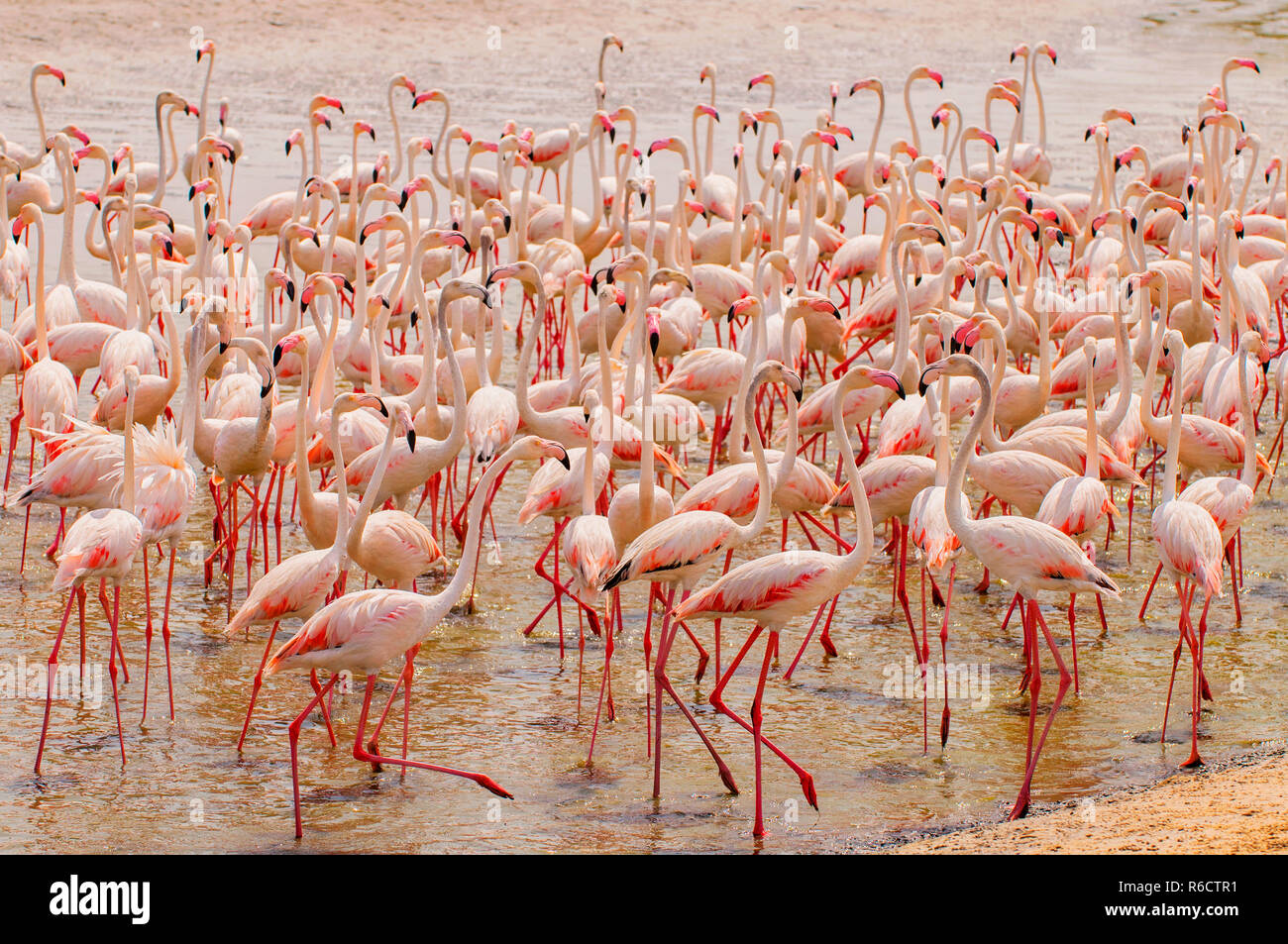 Pink Flamingos In The Lagoon Ras Al Khor In Dubai, United Arab Emirates ...
