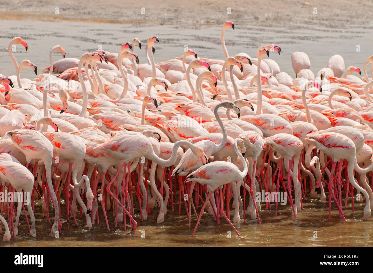 Pink Flamingos In The Lagoon Ras Al Khor In Dubai, United Arab Emirates ...