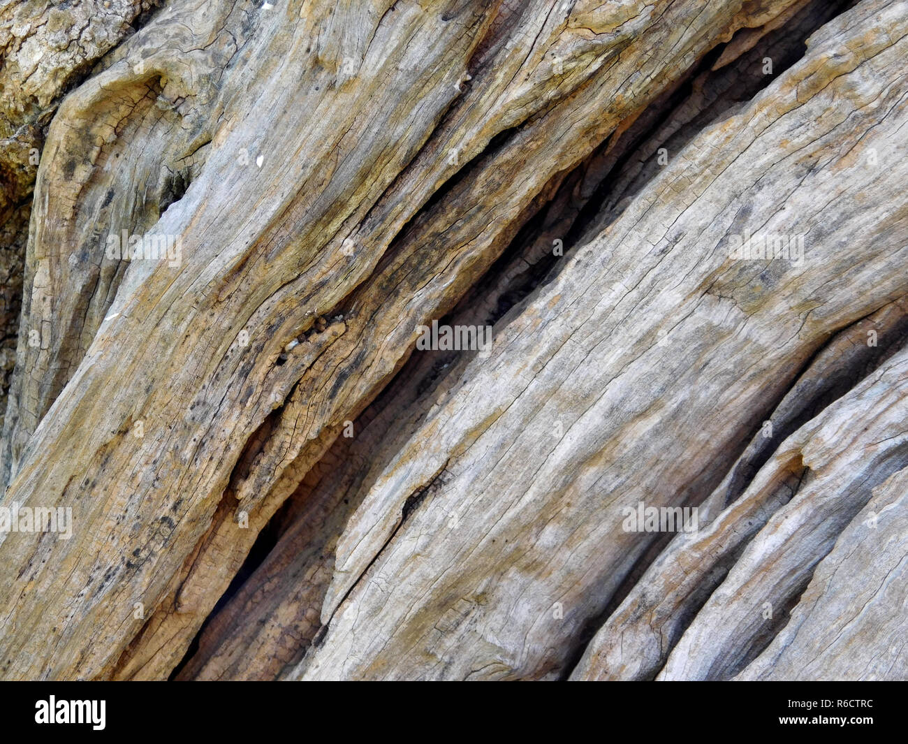 tree trunk texture Stock Photo - Alamy