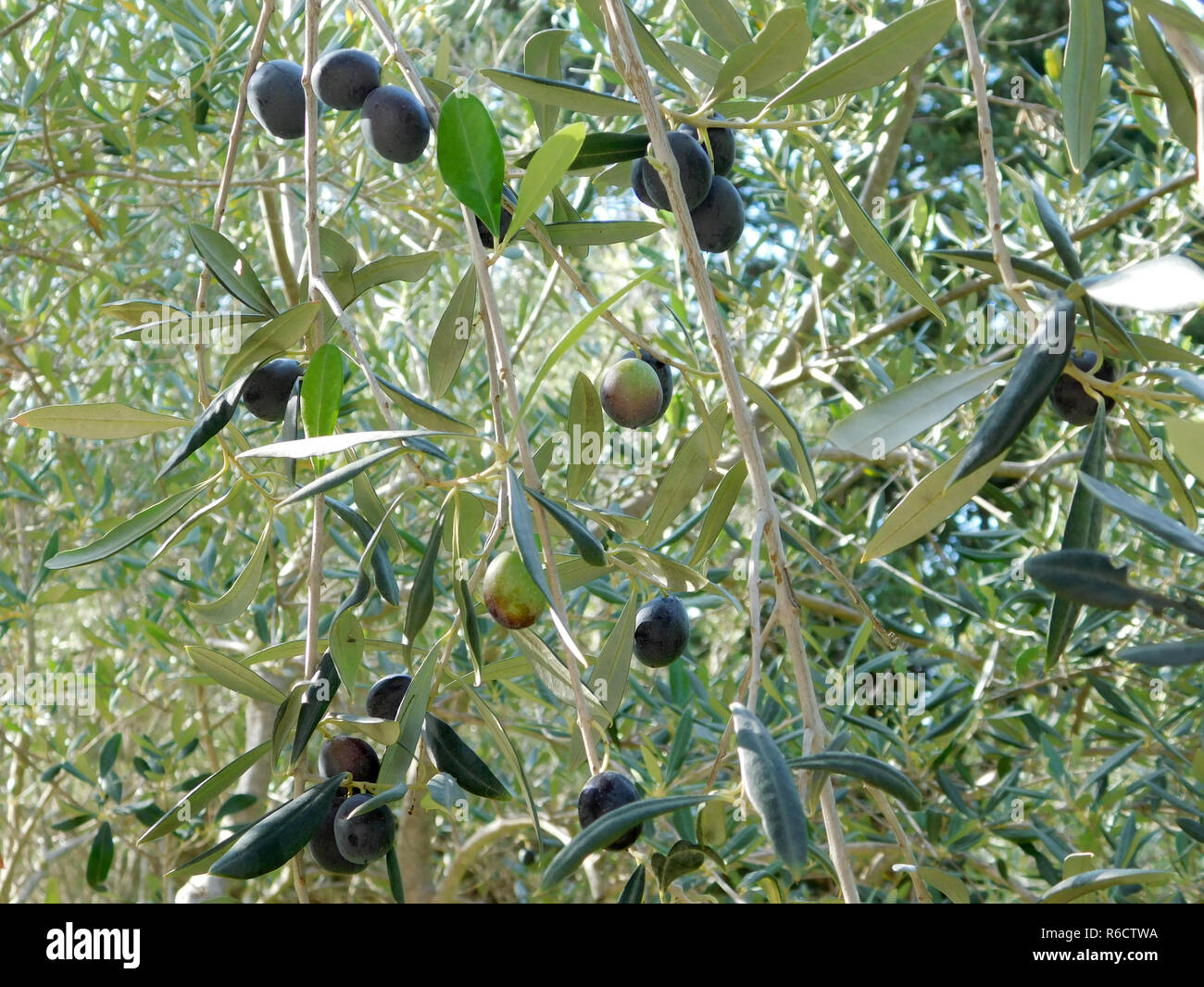 Olive market sicilia italy hi-res stock photography and images - Alamy