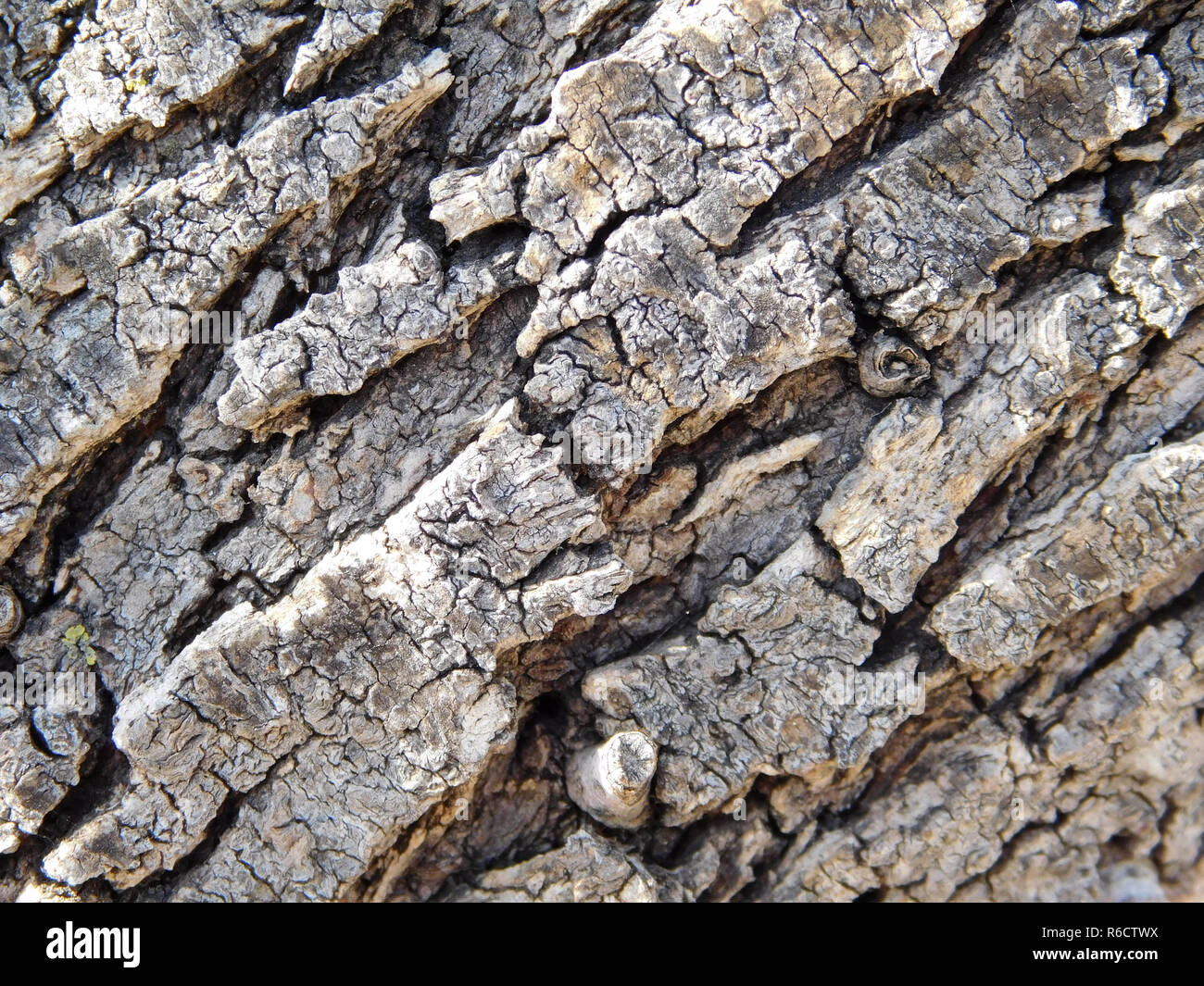 tree trunk texture Stock Photo - Alamy