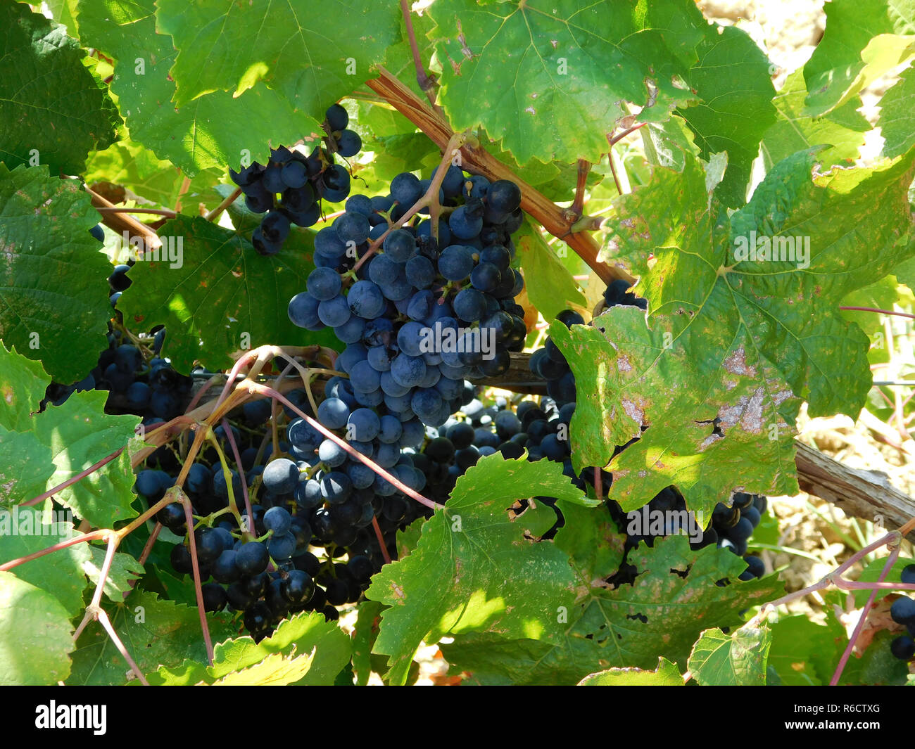 grape vine leaves Stock Photo - Alamy