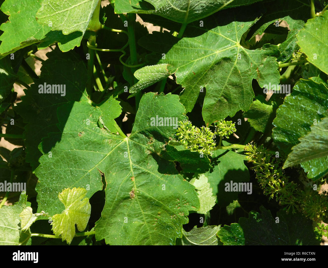 grape vine leaves Stock Photo - Alamy