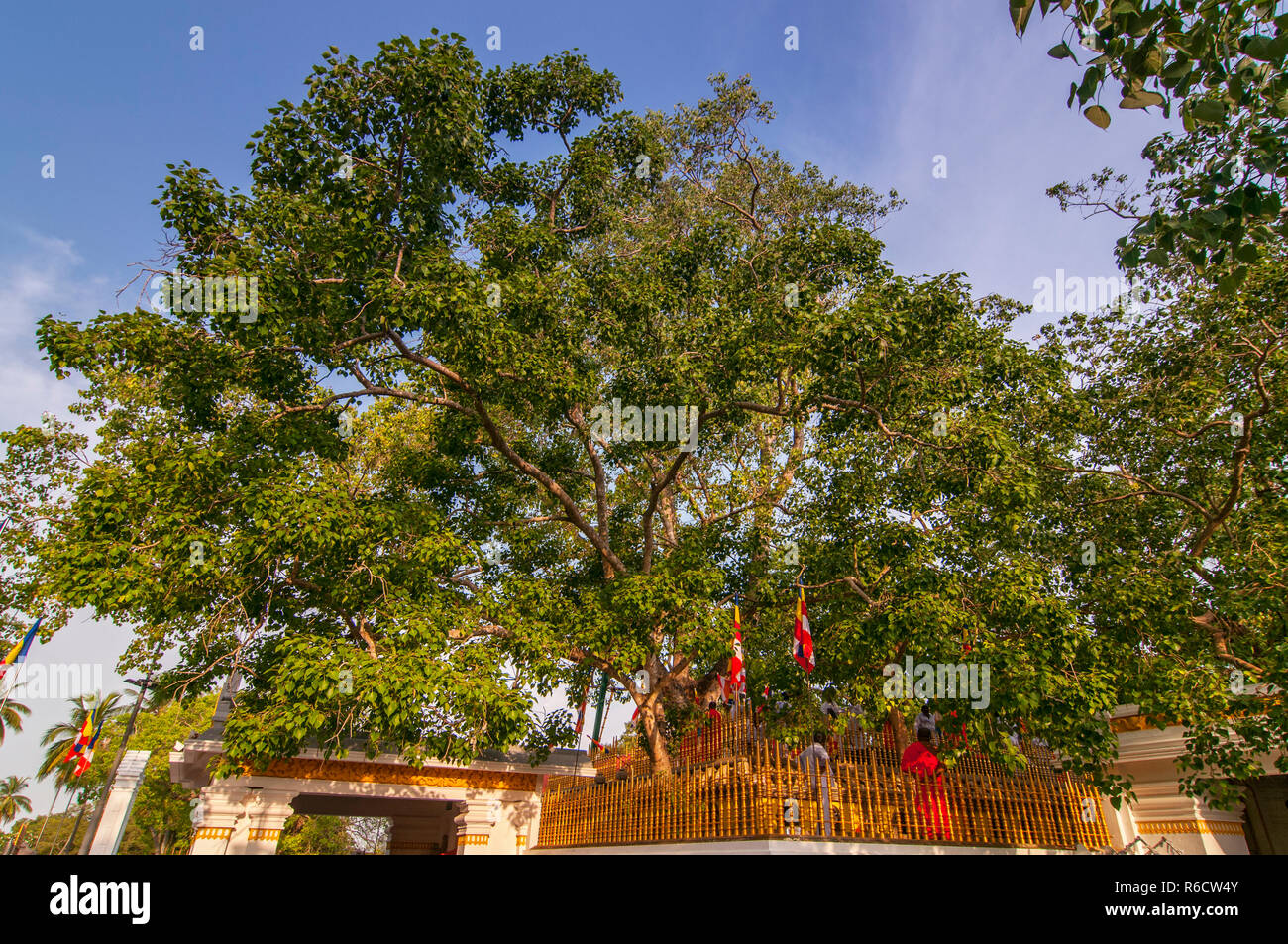 Possibly Oldest Recorded Tree In World At Sacred Bodhi Tree Temple ...