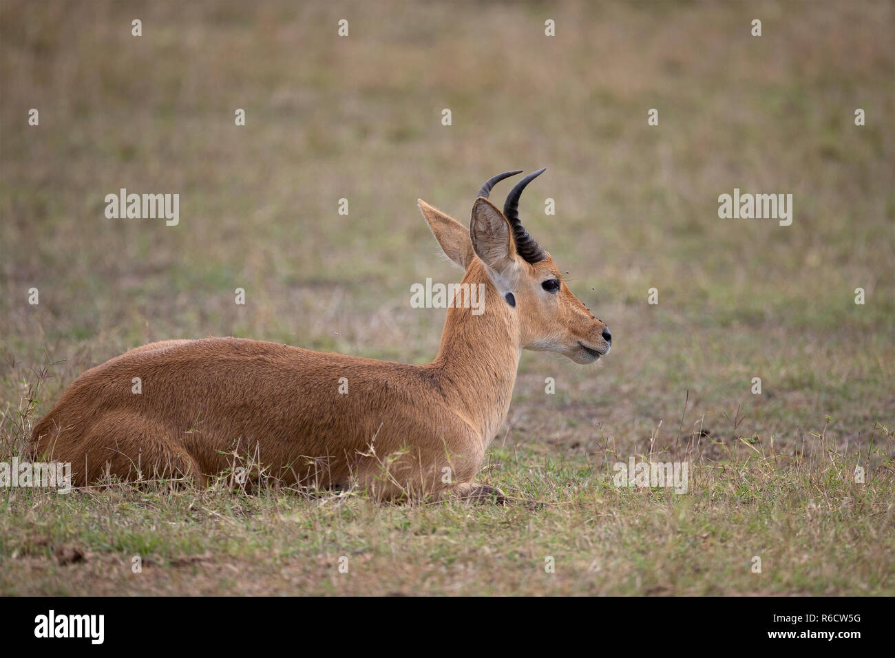 Bohor reedbuck hi-res stock photography and images - Alamy