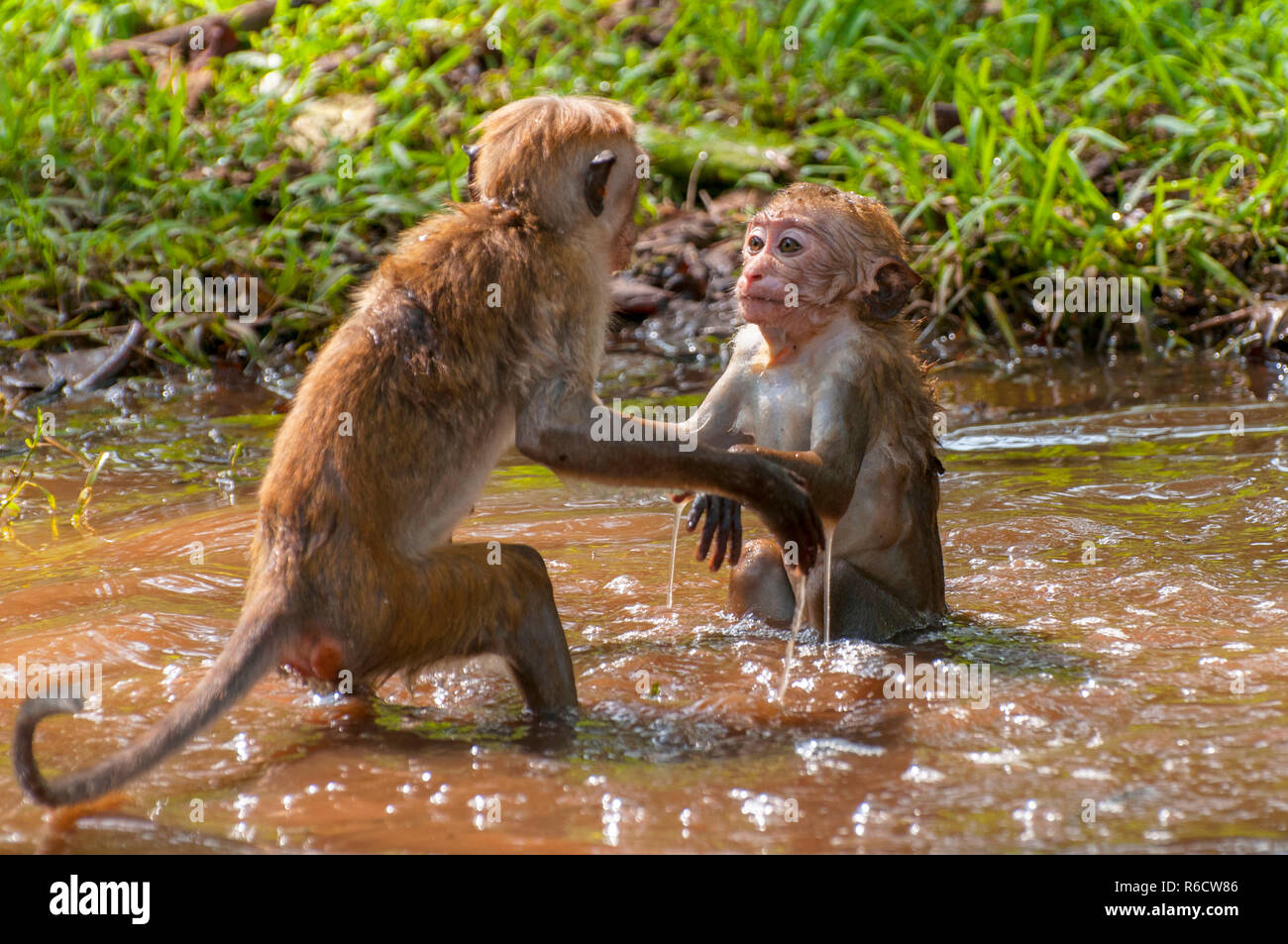 The Toque Macaque (Macaca Sinica) Is A Reddish-Brown-Coloured Old World ...