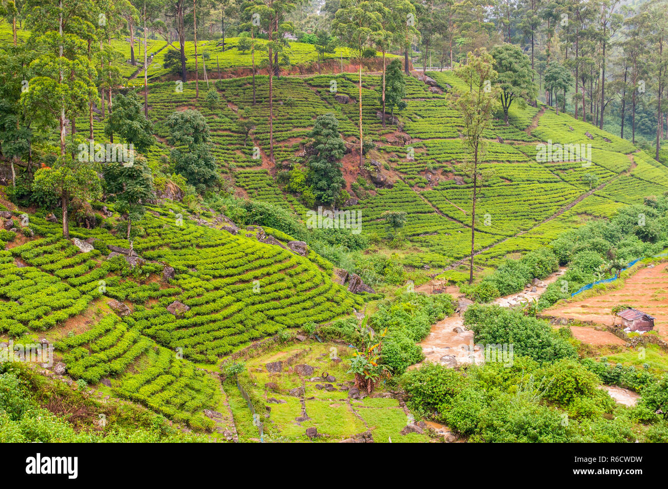 Beautiful Landscape With Tea Plantation In Sri Lanka Stock Photo - Alamy