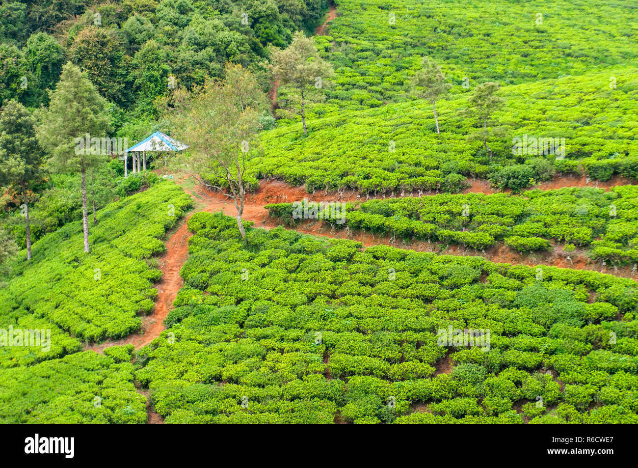 Beautiful Landscape With Tea Plantation In Sri Lanka Stock Photo - Alamy