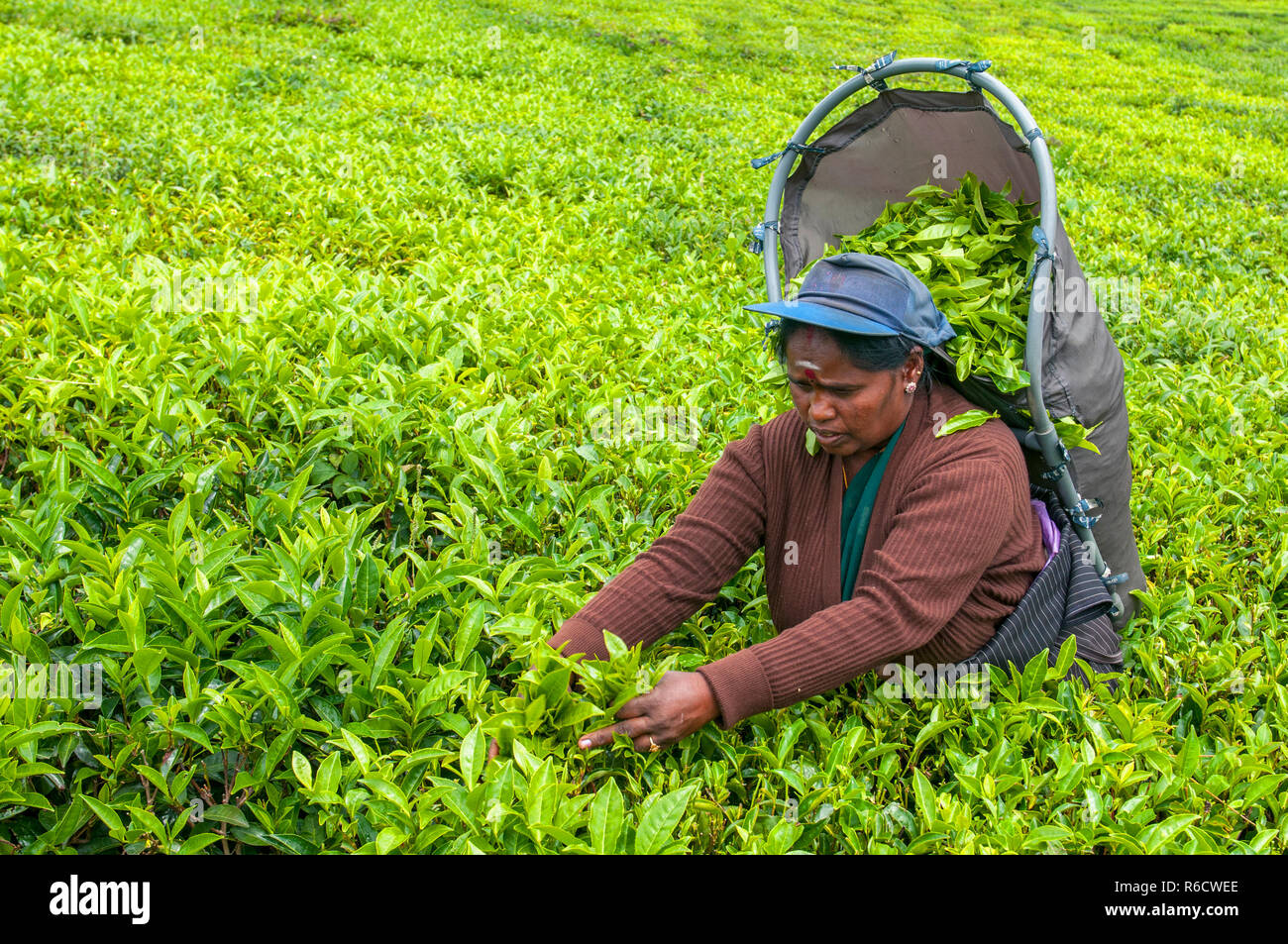 A Tamil Woman From Sri Lanka Breaks Tea Leaves On Tea Plantation With ...