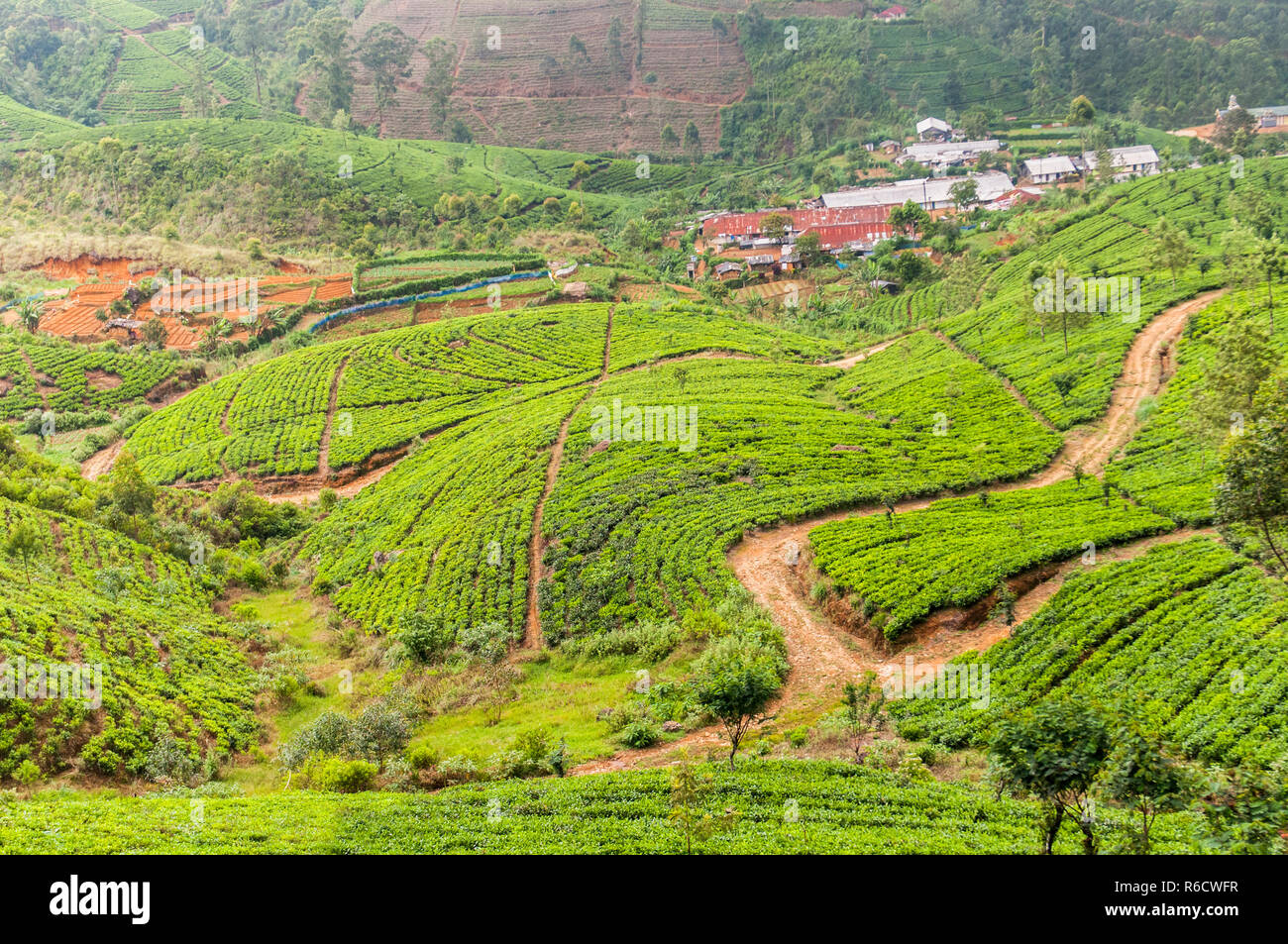Beautiful Landscape With Tea Plantation In Sri Lanka Stock Photo - Alamy