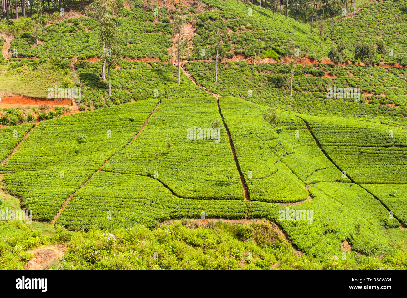 Beautiful Landscape With Tea Plantation In Sri Lanka Stock Photo - Alamy