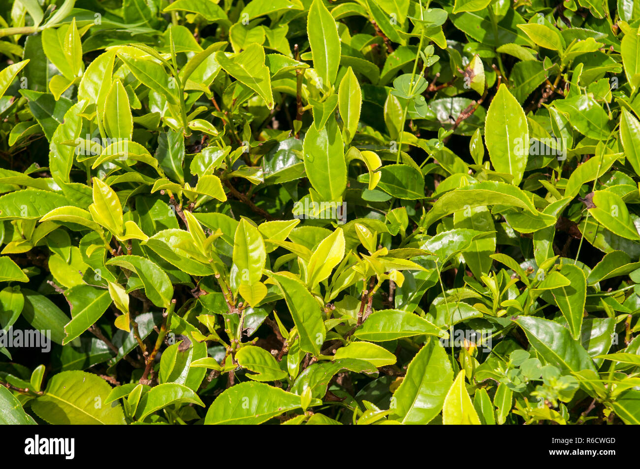 Fresh Young Green Tea Sprout On Tea Bush At Plantation Stock Photo - Alamy