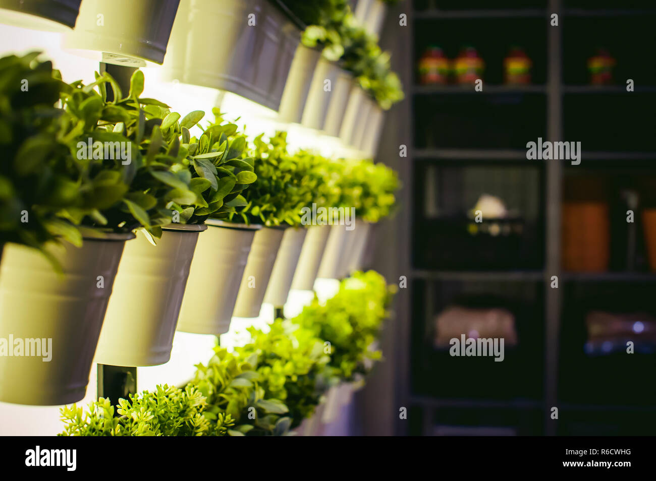 green plants in pots in a room, the wall hanging to a number of backlit ...