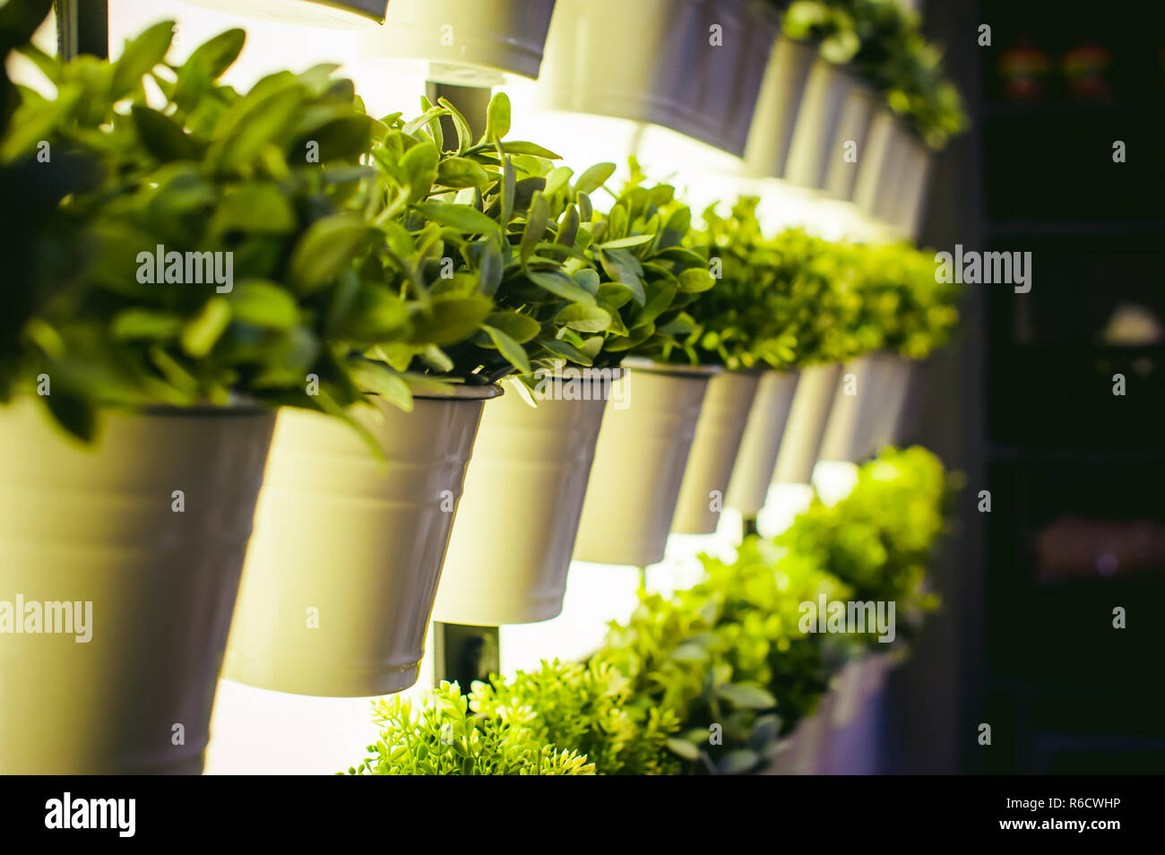 green plants in pots in a room, the wall hanging to a number of backlit ...