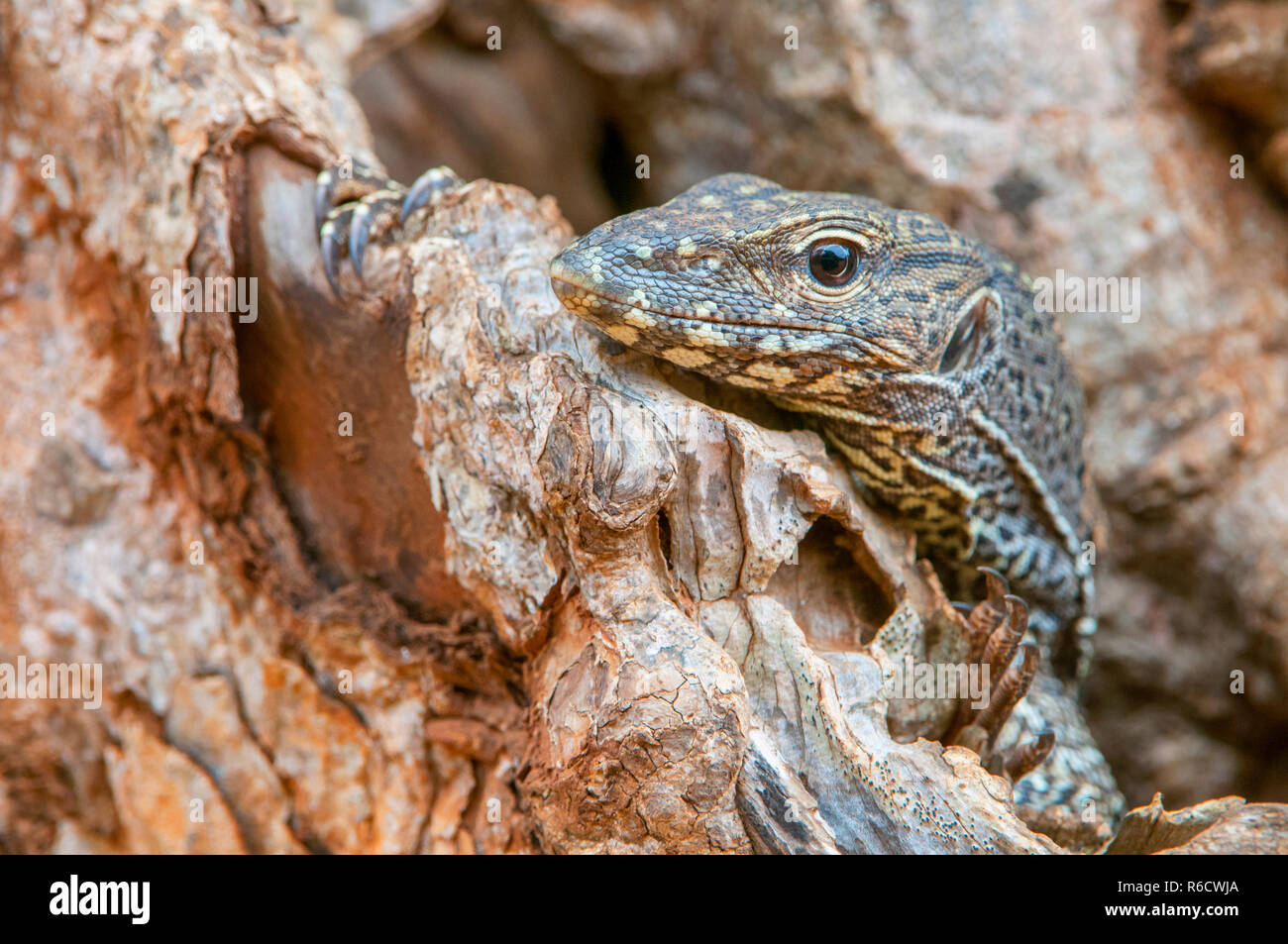 Indian species of lizards hi-res stock photography and images - Alamy