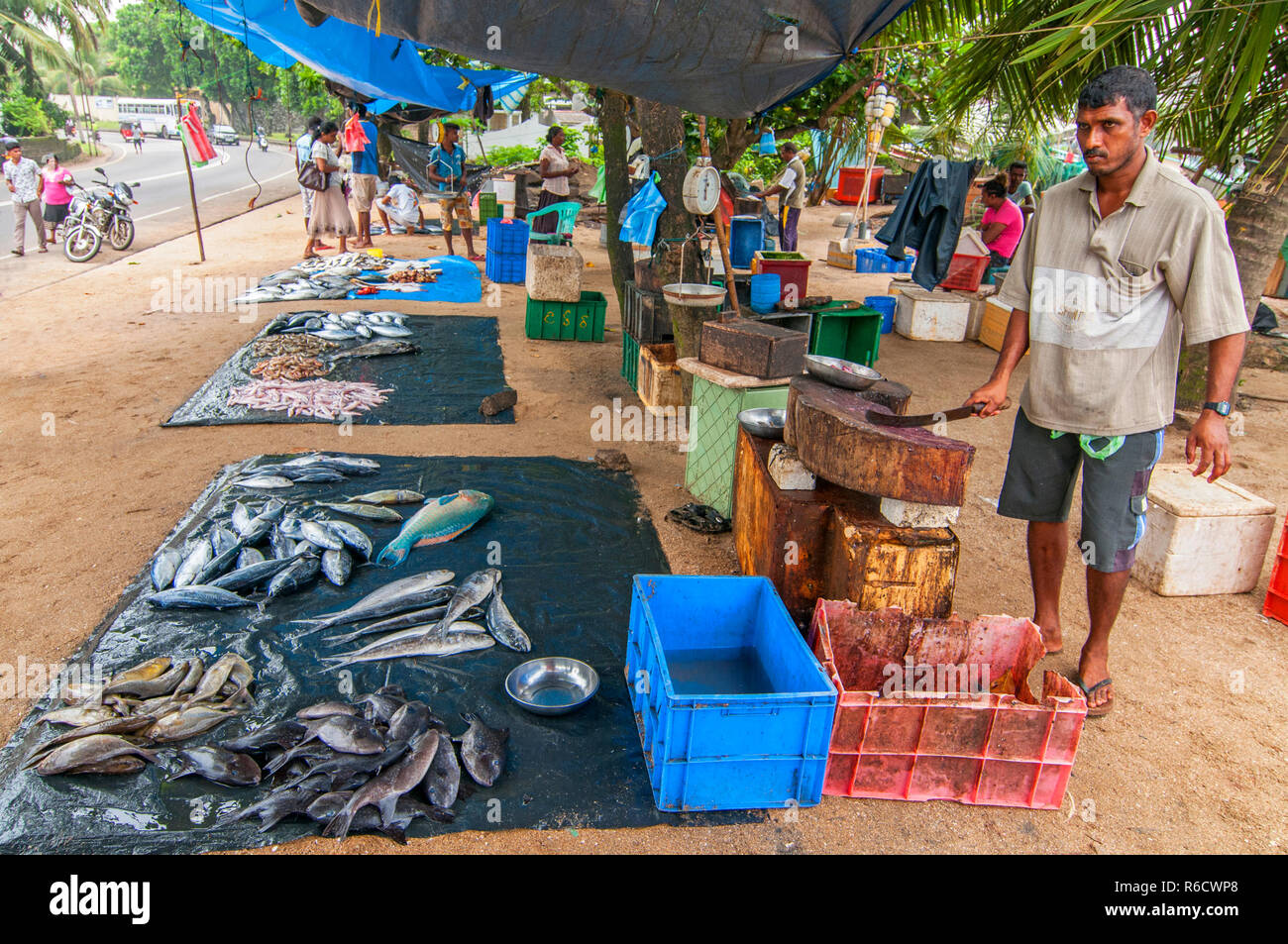 Fresh Fish On Display For Sale At A Local Fish Market In Galle, Sri ...