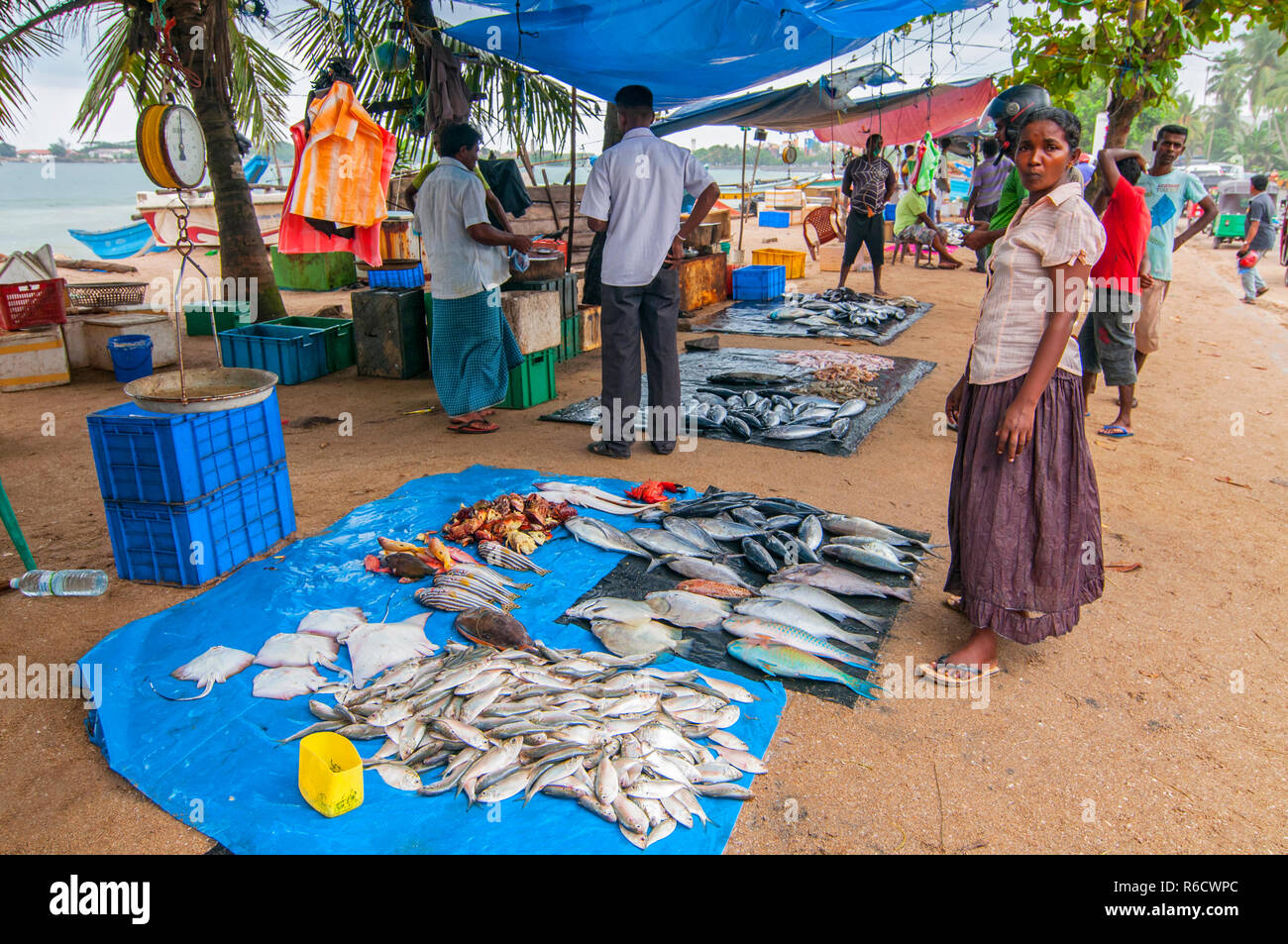 Fresh Fish On Display For Sale At A Local Fish Market In Galle, Sri ...