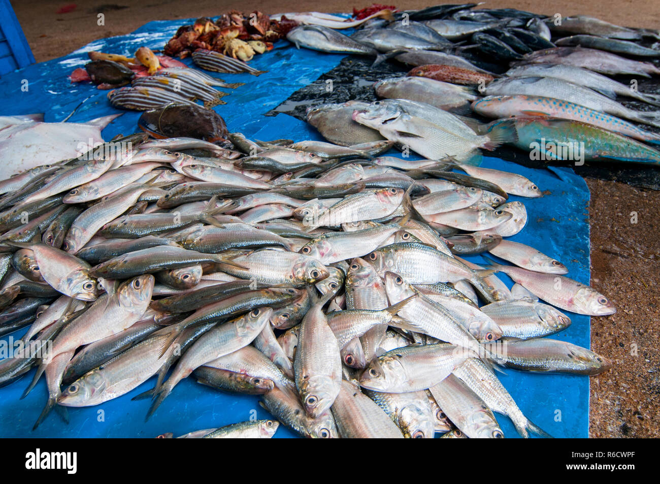 Fresh Fish On Display For Sale At A Local Fish Market In Galle, Sri ...