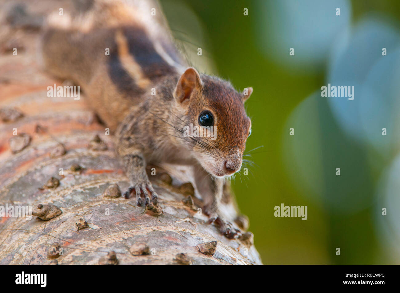 Indian palm squirrel funambulus palmarum hi-res stock photography and ...