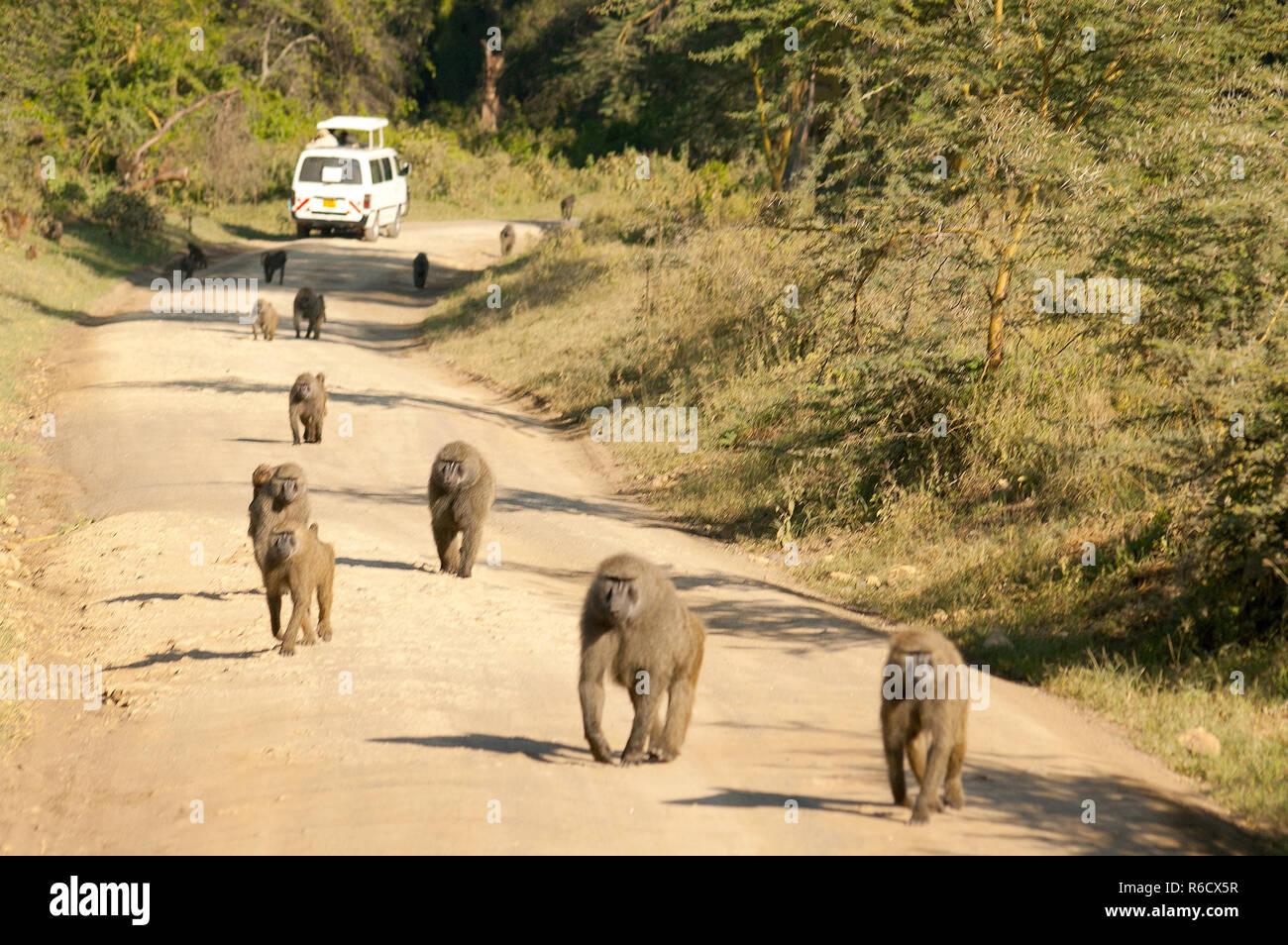Olive Baboons (Papio Anubis), Also Called Anubis Baboons Are Walking On ...