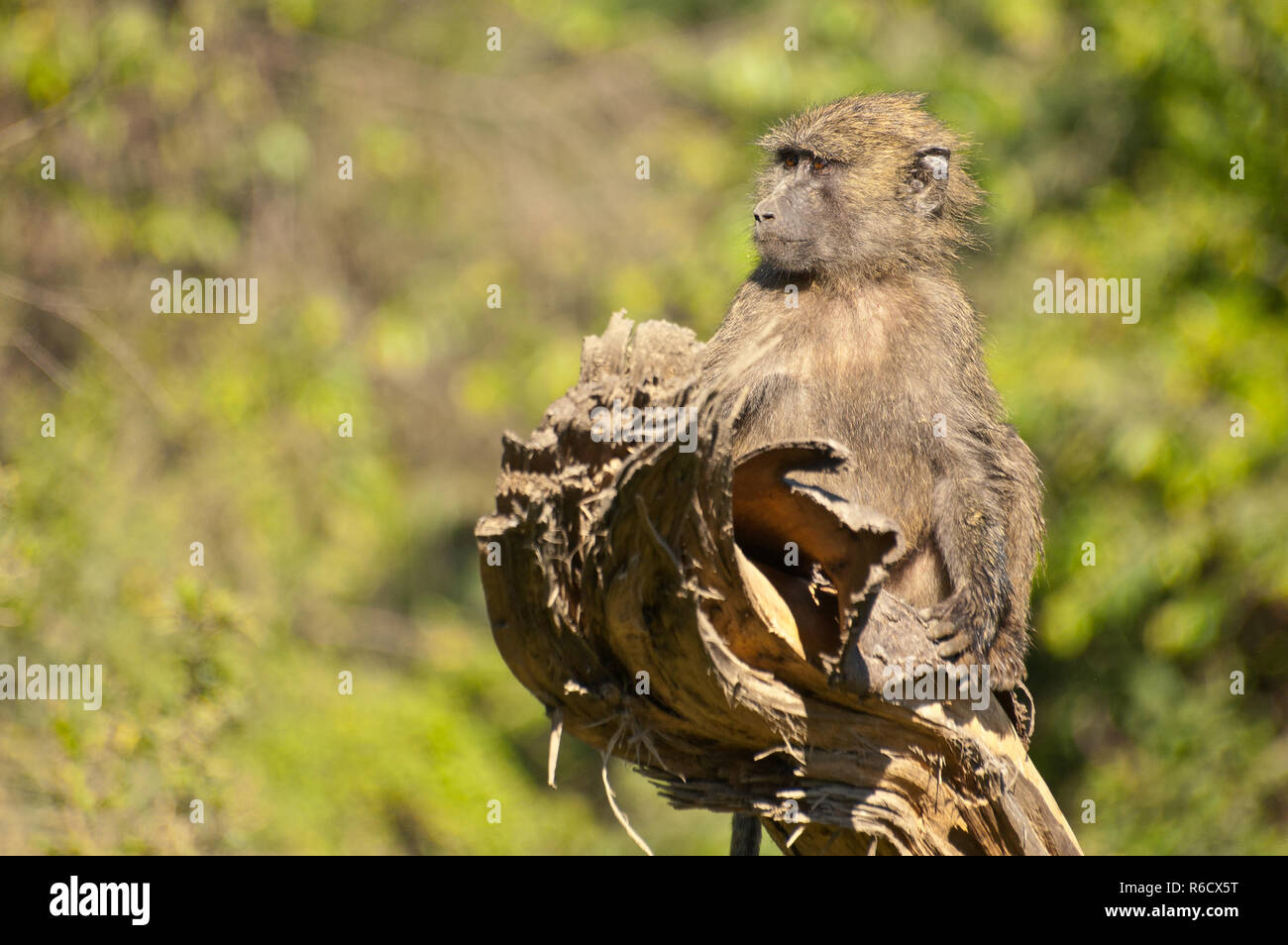 Serious baboon hi-res stock photography and images - Alamy