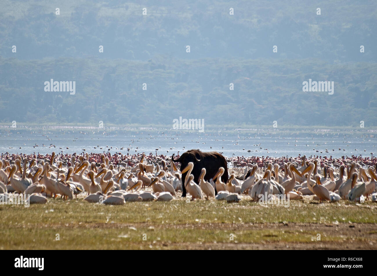 Flaminbirds hi-res stock photography and images - Alamy