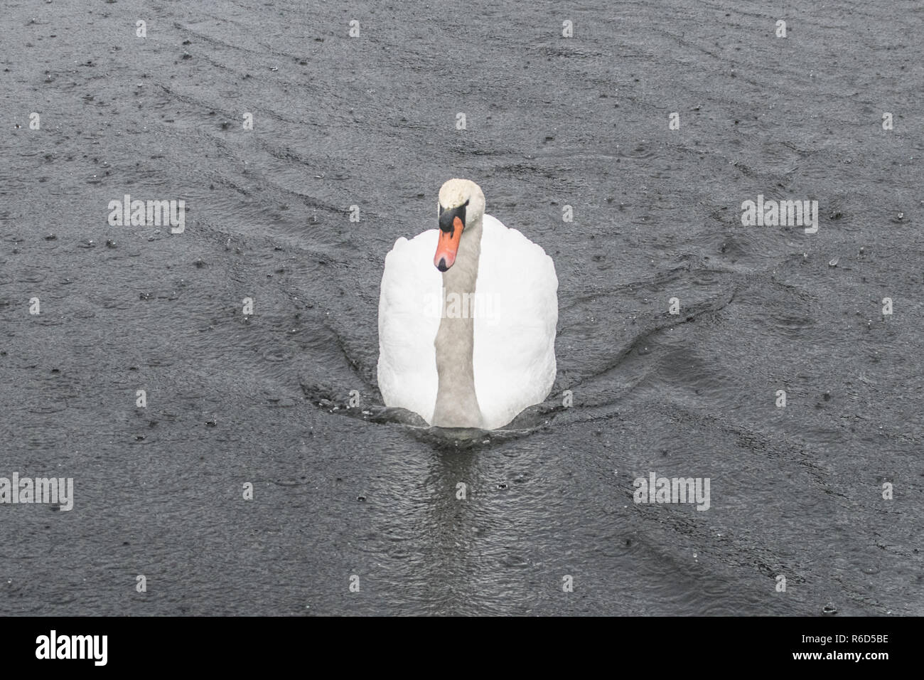 Swan in the rain heading towards the camera Stock Photo - Alamy