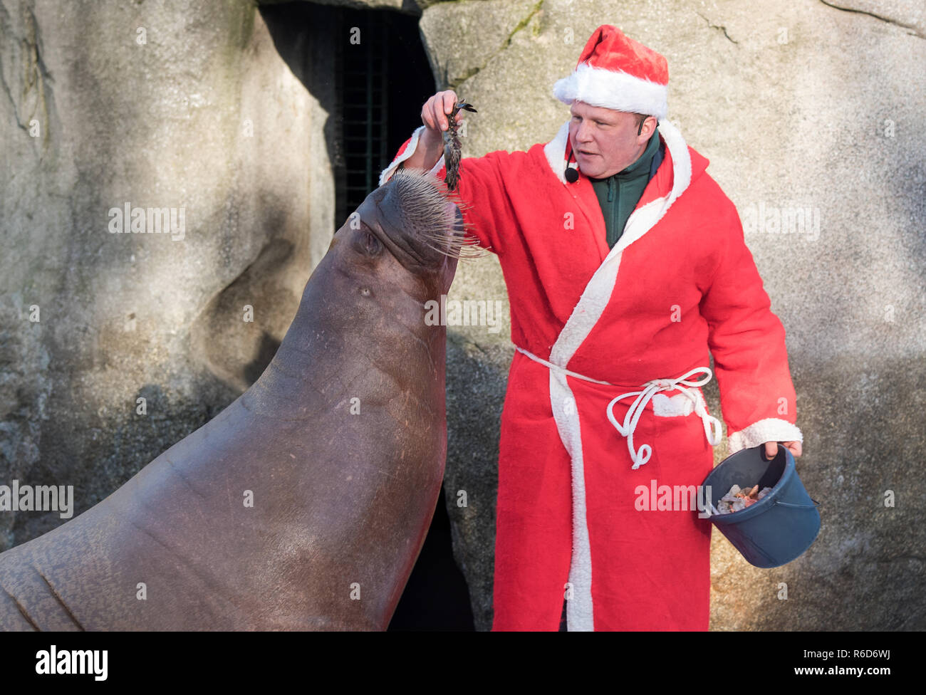 Walrus and zoo keeper hi-res stock photography and images - Alamy