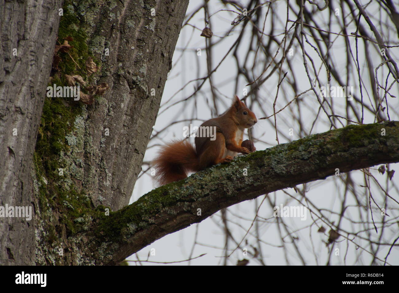squirrel on the tree Stock Photo - Alamy