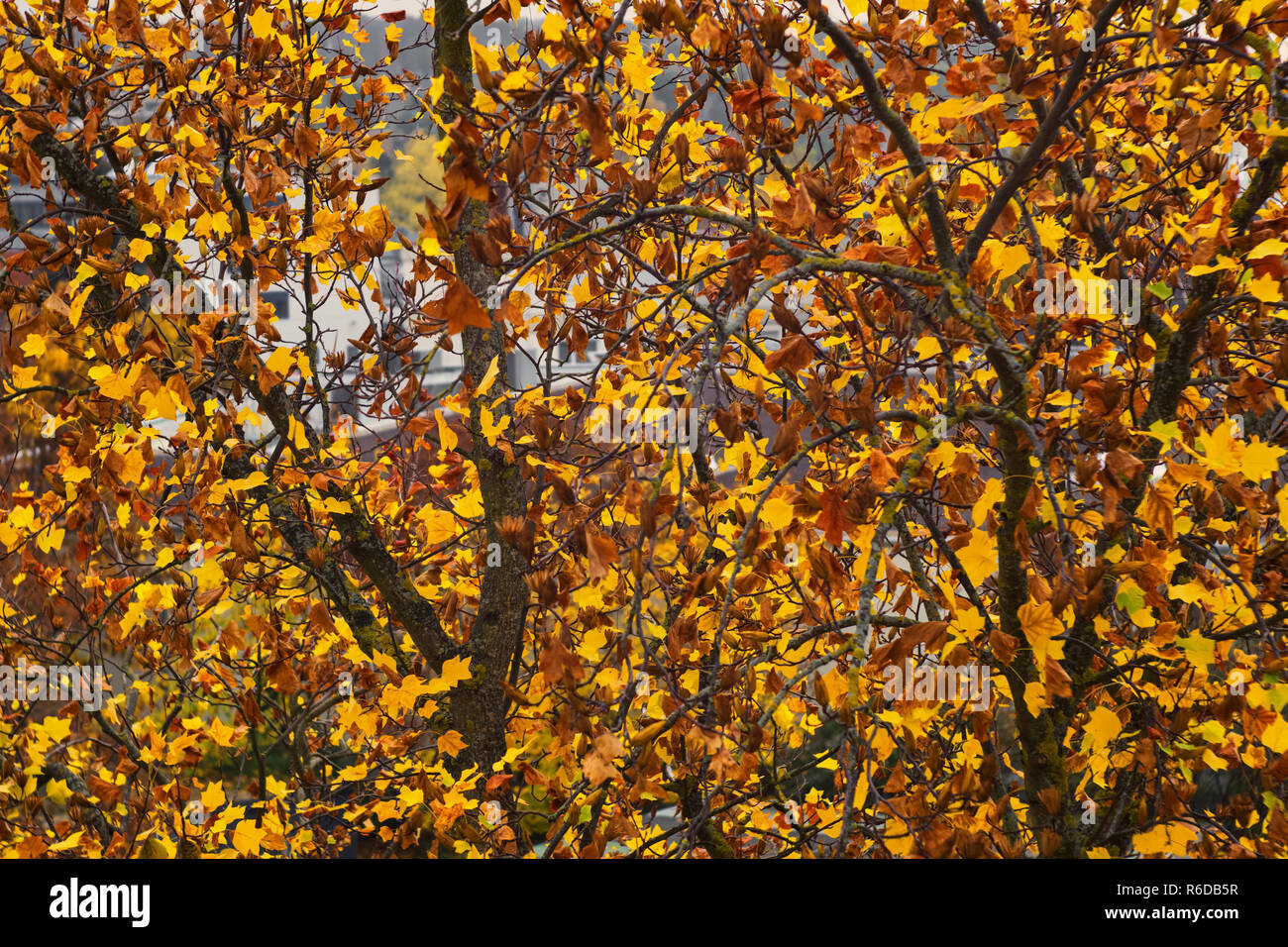 Last days of autumn hi-res stock photography and images - Alamy