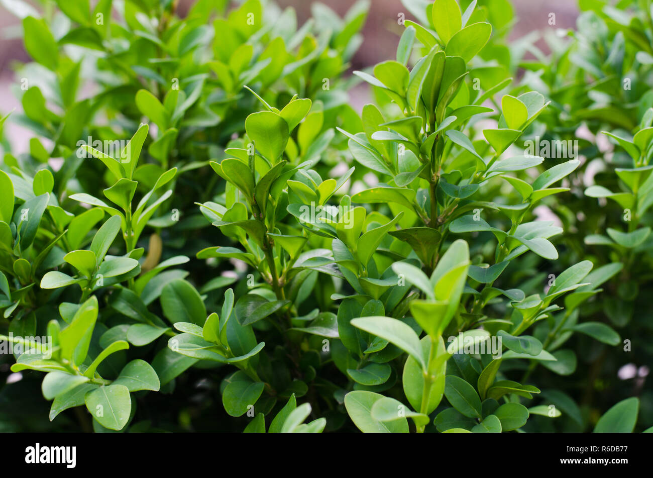 Fresh green buxus leaves, Buxus sempervirens Stock Photo - Alamy