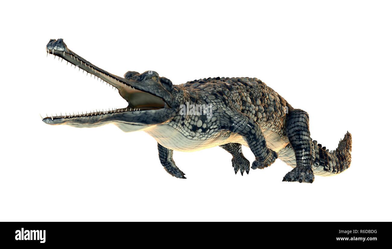Gharial or real gavial Cut Out Stock Images & Pictures - Alamy