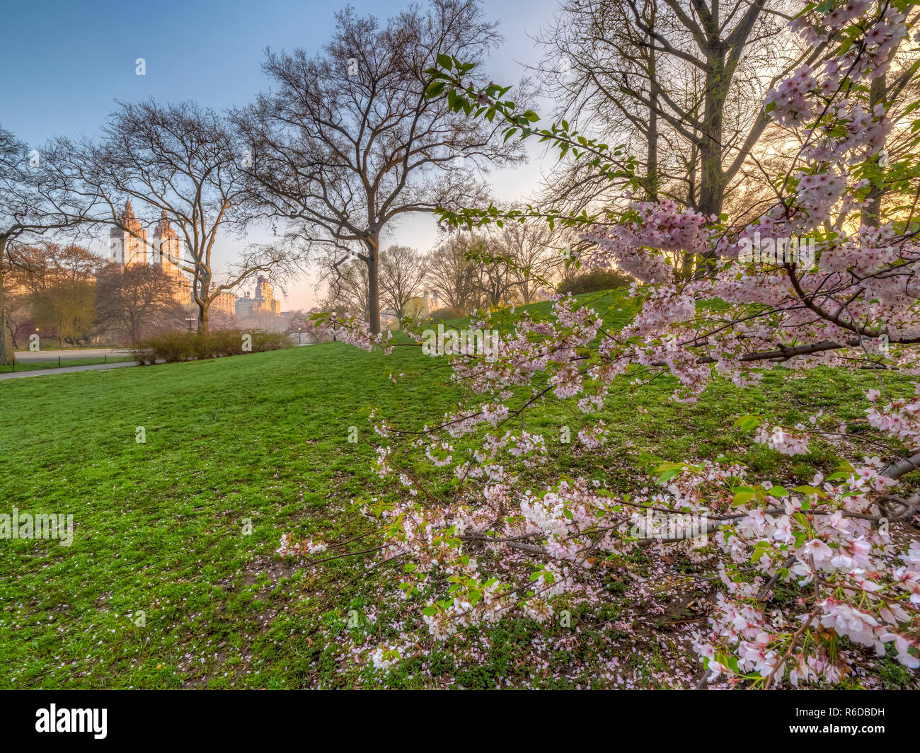 Central Park, Manhattan, New York City in spring Stock Photo - Alamy