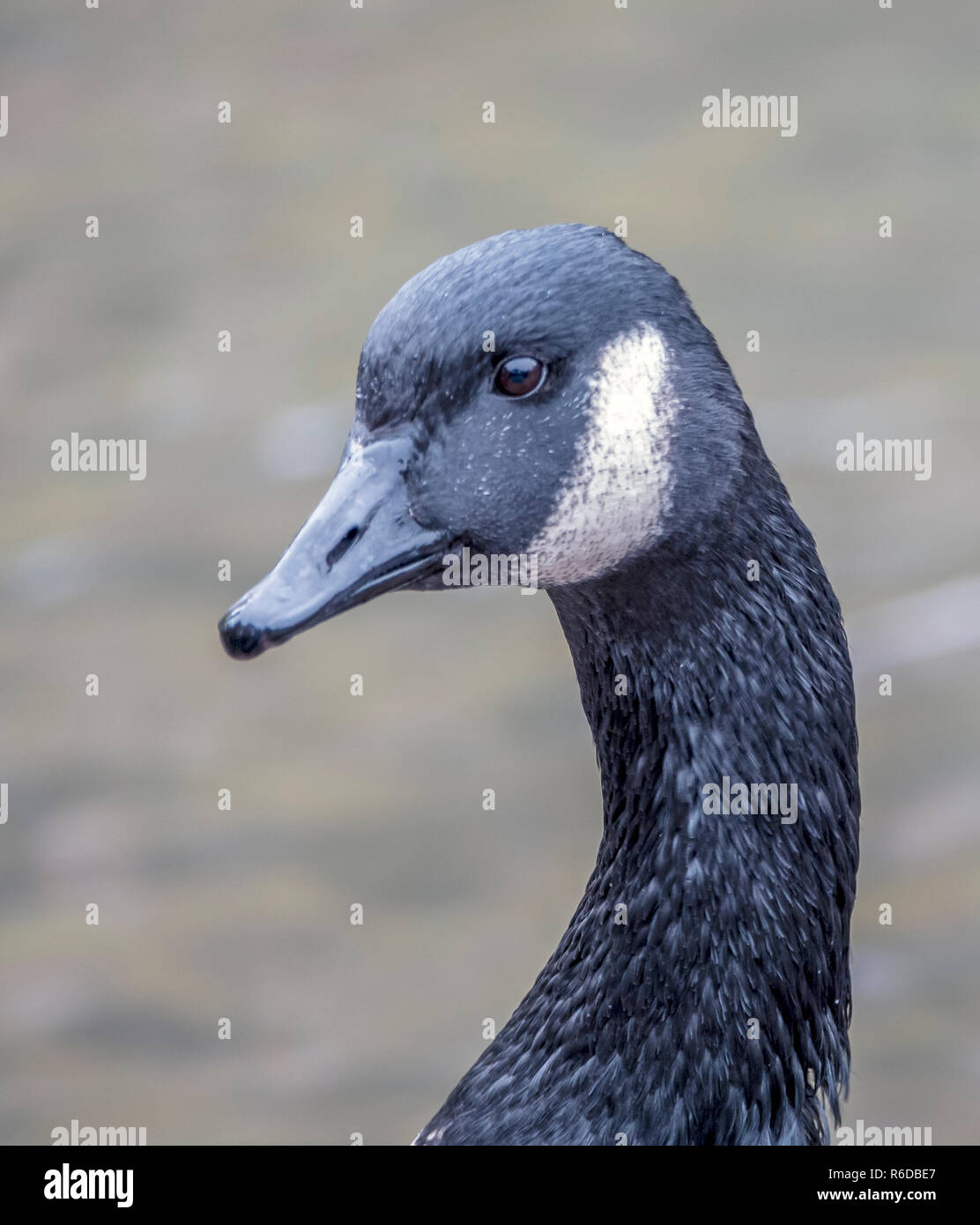 Canada goose,Branta canadensis is a large wild goose species with a ...