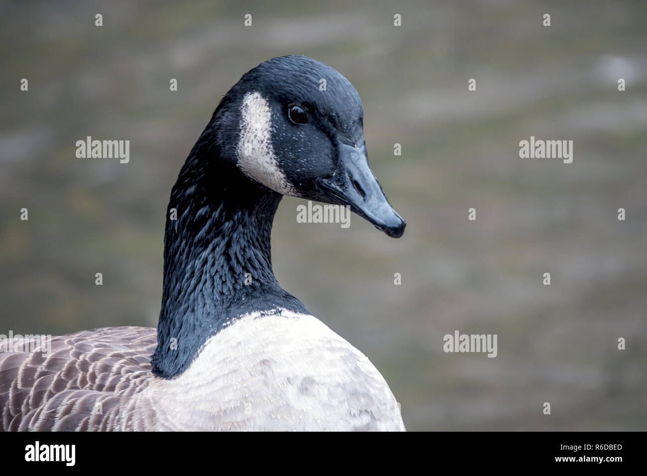 Large wild goose with a black head and neck hi-res stock photography ...