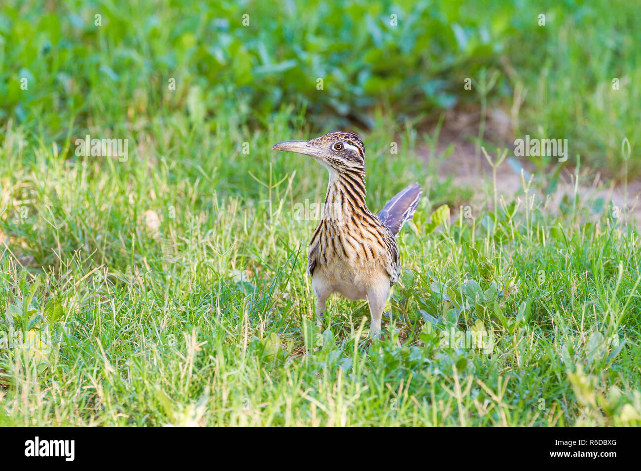 A greater riadrunner Stock Photo - Alamy