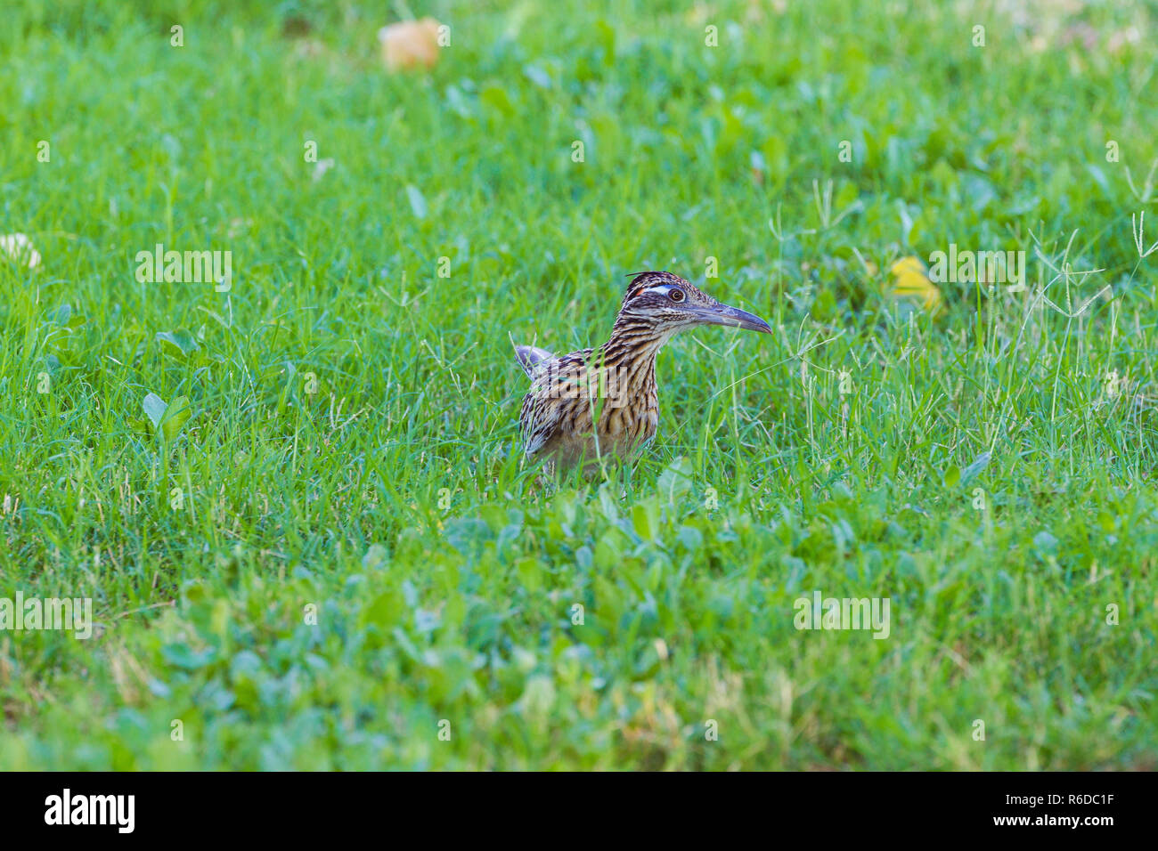 A greater riadrunner Stock Photo - Alamy