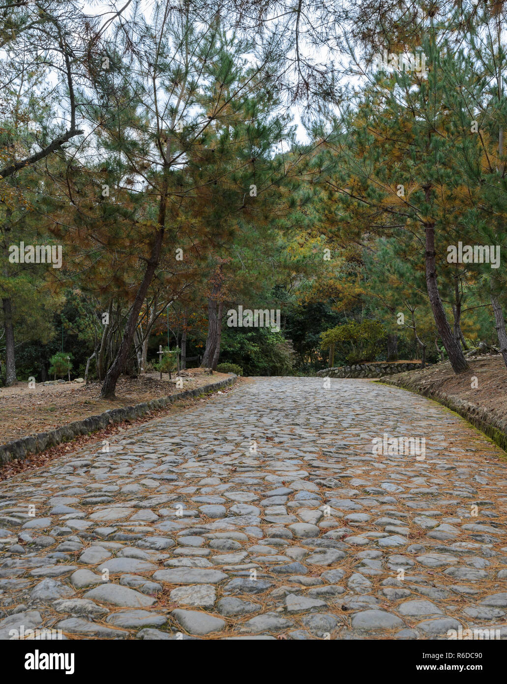 Stone path between pine trees in the mountains Stock Photo - Alamy