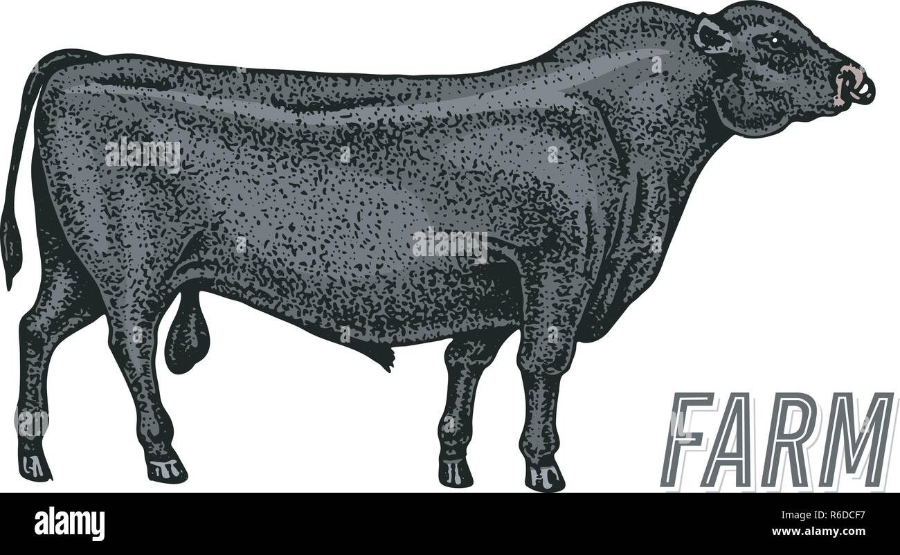 Farm cattle bull or cow. natural milk and meat. Different breeds of ...