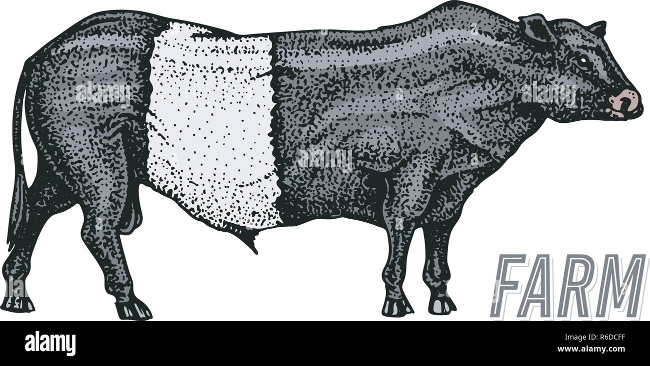 Farm cattle bull or cow. natural milk and meat. Different breeds of ...