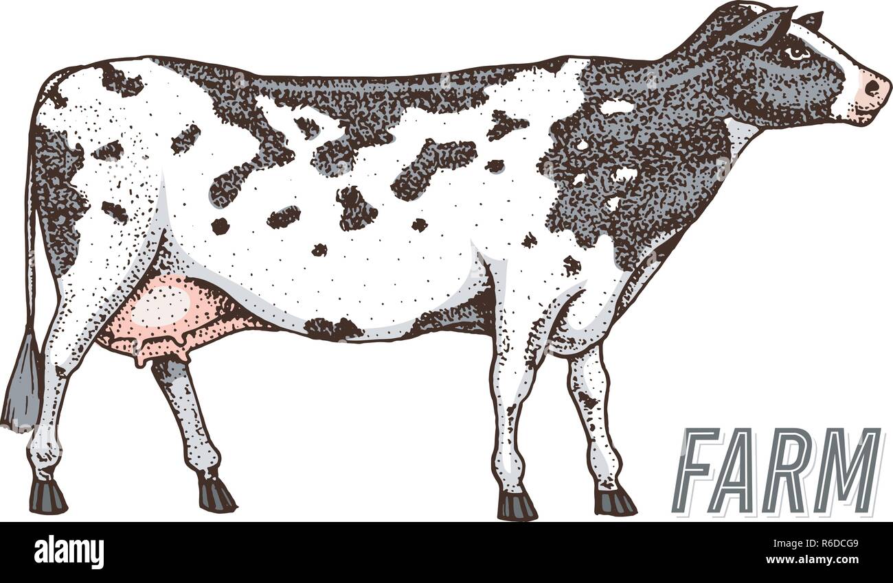 Farm cattle bull or cow. natural milk and meat. Different breeds of ...