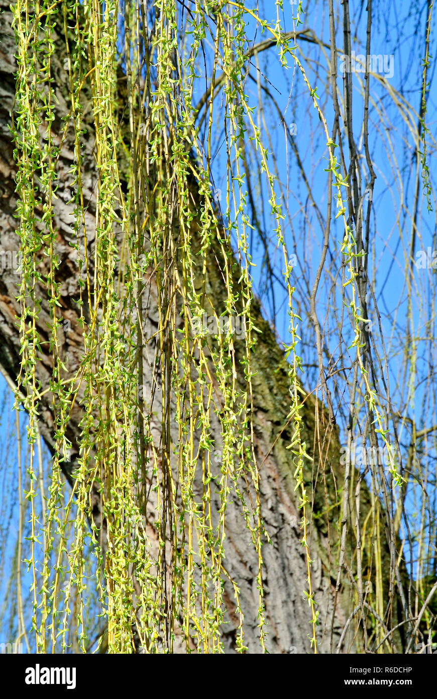 Willow rods hi-res stock photography and images - Alamy