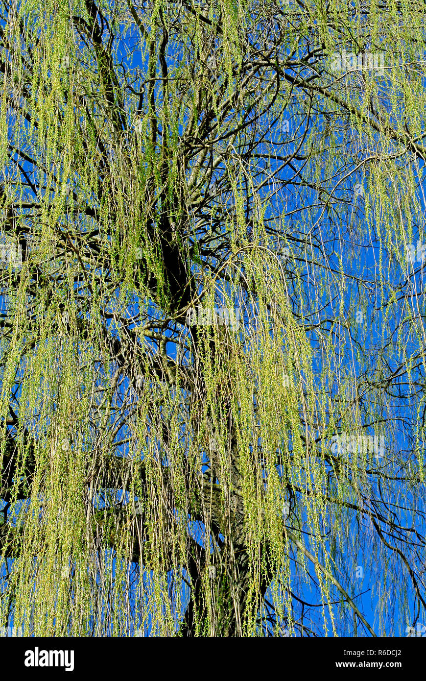Willow Rods High Resolution Stock Photography and Images - Alamy