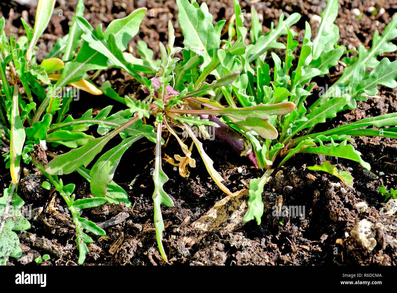 Growing rocket pot hi-res stock photography and images - Alamy