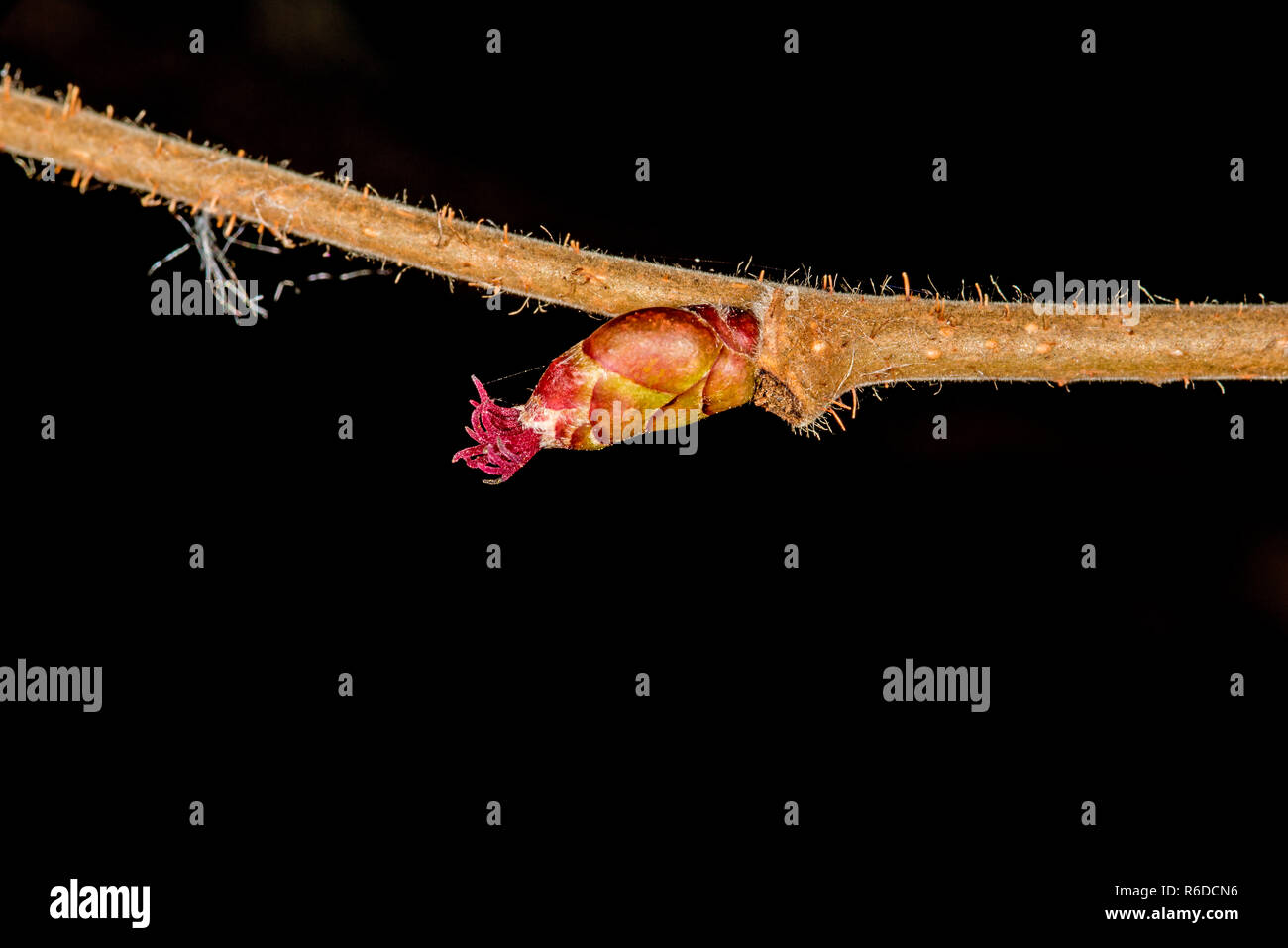 Hazelnut Blossom Female Part Stock Photo - Alamy
