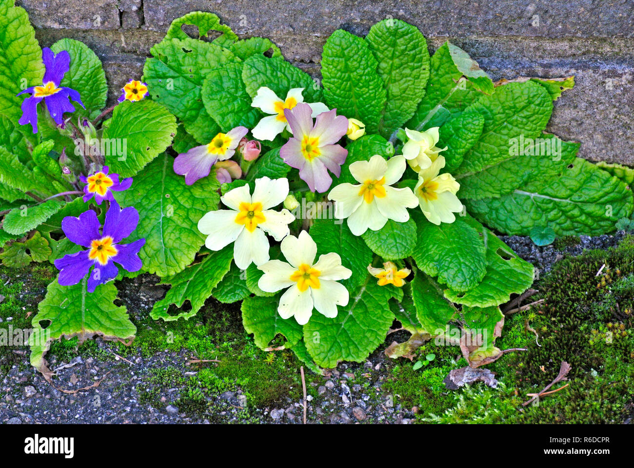 Primroses In A Garden Stock Photo - Alamy